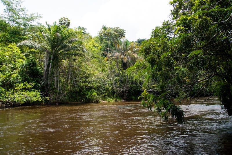 Natural Jungle River Under the Canopy of Trees Stock Image - Image of ...