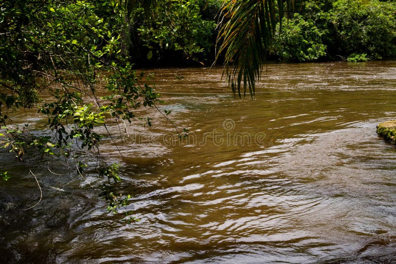 Natural Jungle River Under the Canopy of Trees Stock Image - Image of ...