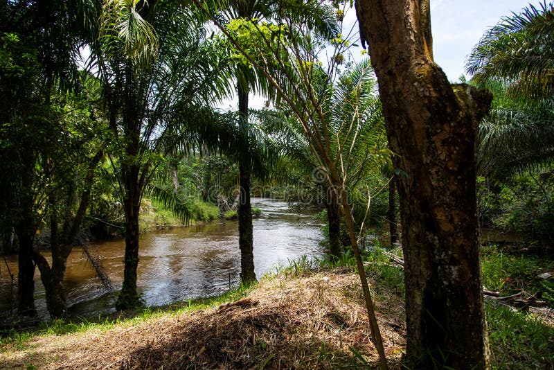 Natural Jungle River Under the Canopy of Trees Stock Photo - Image of ...
