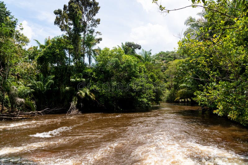 Natural Jungle River Under the Canopy of Trees Stock Photo - Image of ...