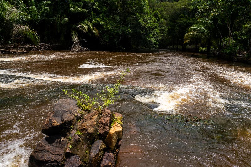 Natural Jungle River Under the Canopy of Trees Stock Image - Image of ...