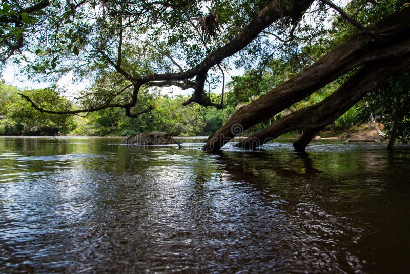 Natural Jungle River Under the Canopy of Trees Stock Image - Image of ...