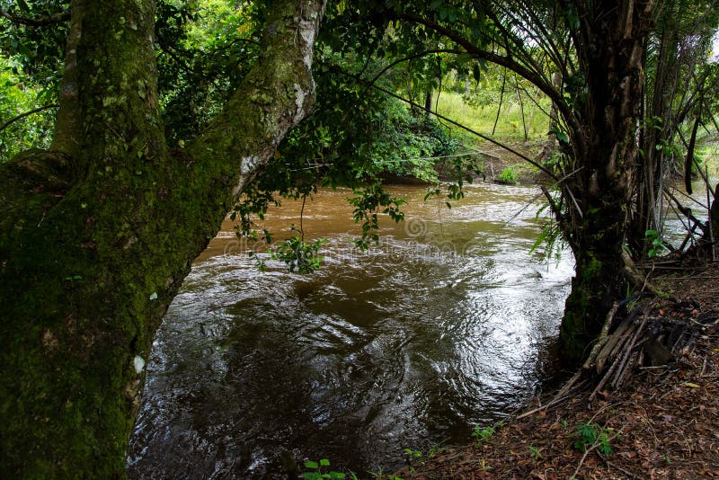 Natural Jungle River Under the Canopy of Trees Stock Photo - Image of ...