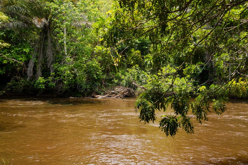 Natural Jungle River Under the Canopy of Trees Stock Photo - Image of ...