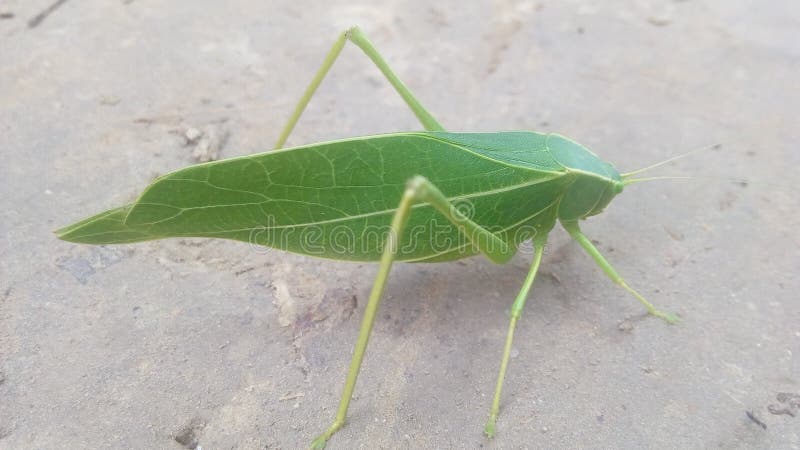 Natural kit patang stock photo. Image of natural, lovely - 168291538