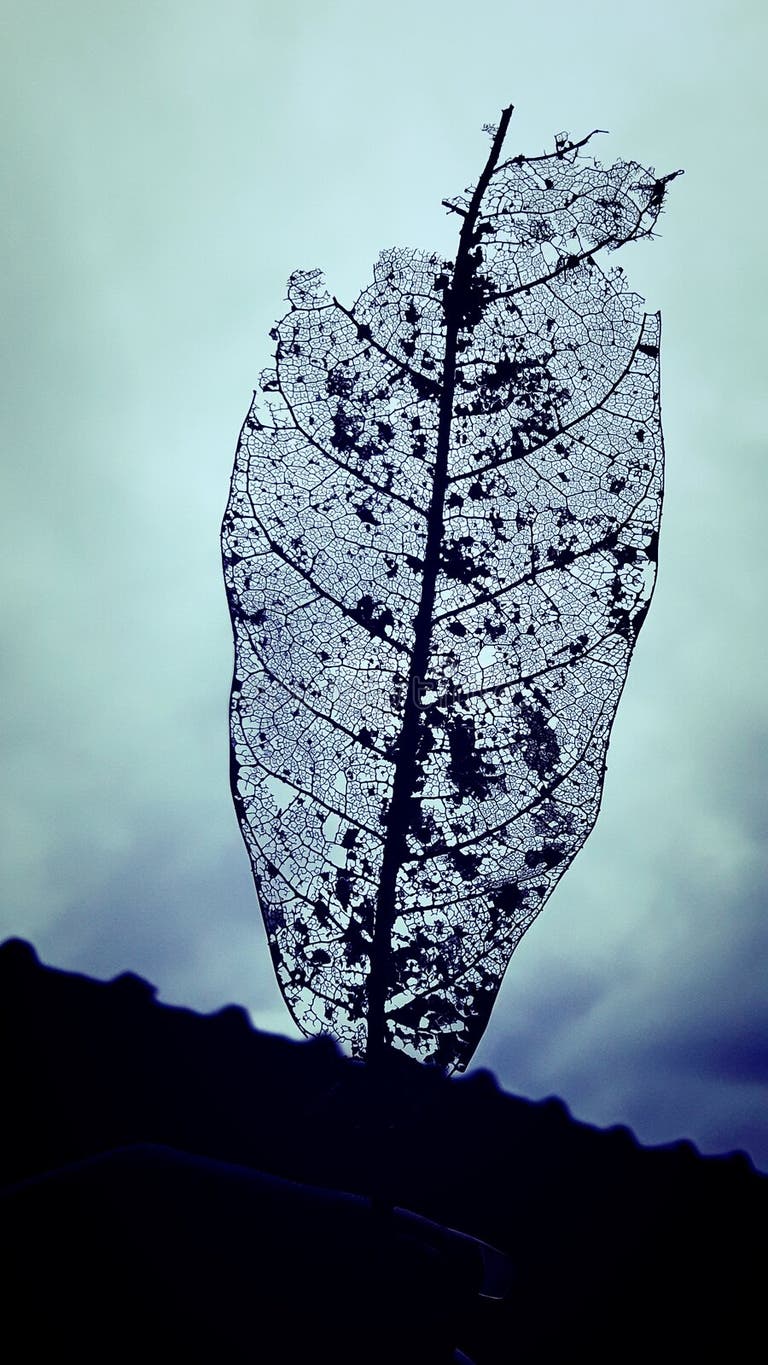 Basic Structure Cestode Egg Stock Photos - Free & Royalty-Free Stock ...