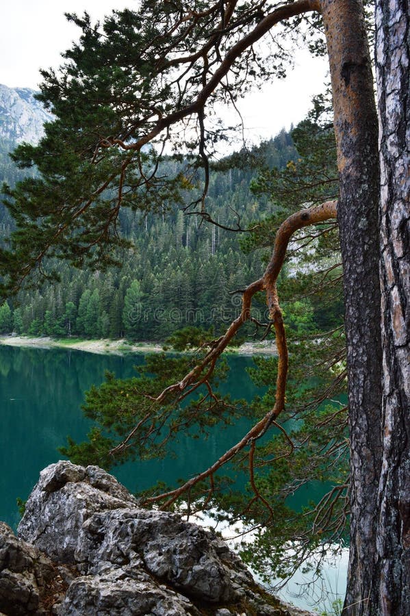 Natural Lake on the Mountain Stock Image - Image of leaf, lake: 270294933