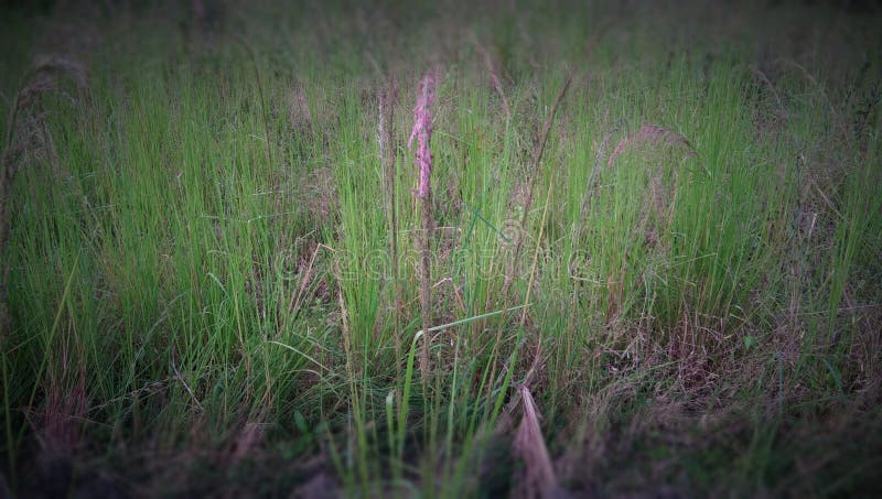 Natural Landscape of Beautiful Flowering Wild Grass Background. Stock ...