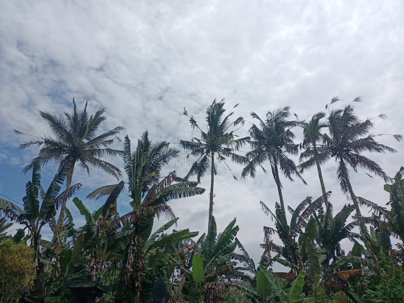 View of Coconut Trees with White Clouds and Banana Trees Stock Image ...