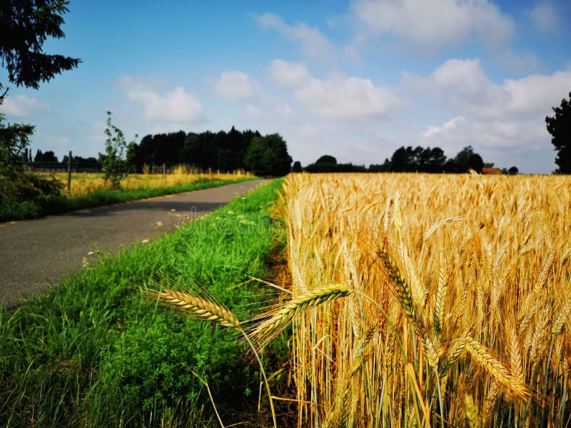 Natural Landscape of a Field Stock Image - Image of nature, wheat ...