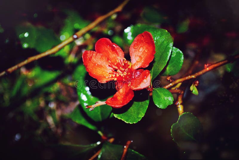 Natural landscape 2 stock photo. Image of natural, flower - 43890756