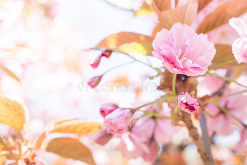 Natural landscape stock image. Image of bloom, freshness - 53674665