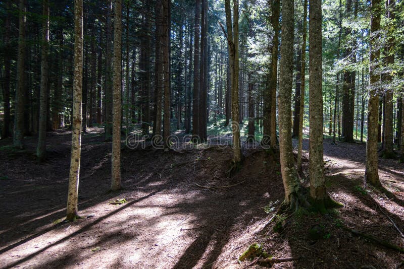 Natural Landscape within the Forest Stock Image - Image of exploration ...