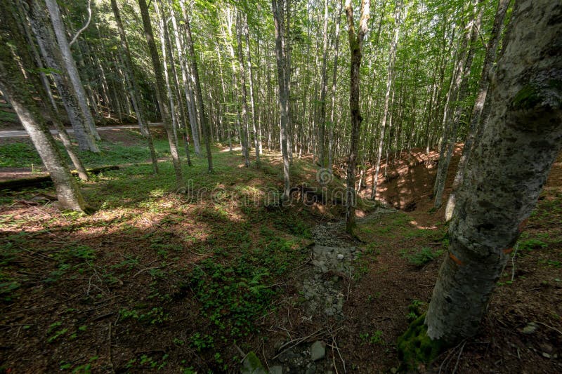 Natural Landscape within the Forest Stock Image - Image of leaves ...