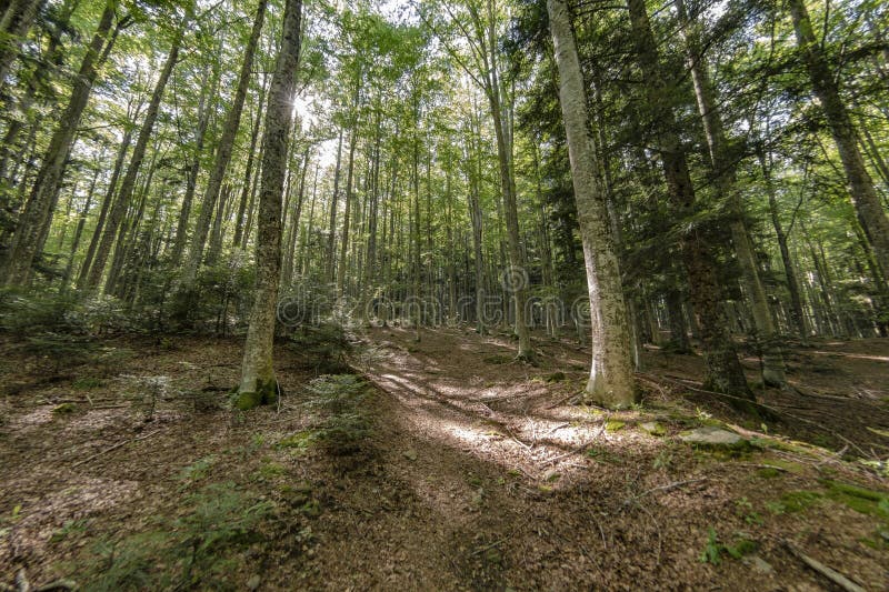Natural Landscape within the Forest Stock Image - Image of leaves ...