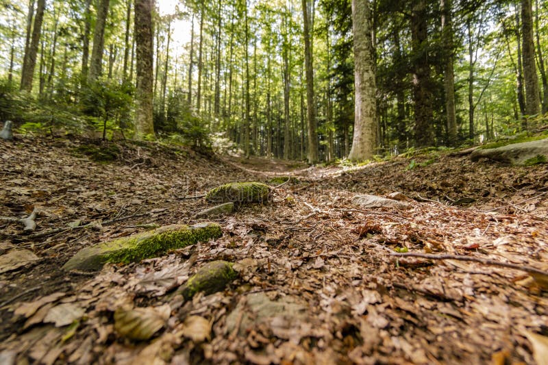 Natural Landscape within the Forest Stock Image - Image of vegetation ...