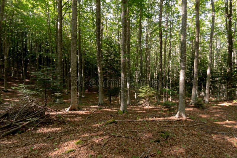 Natural Landscape within the Forest Stock Photo - Image of road ...