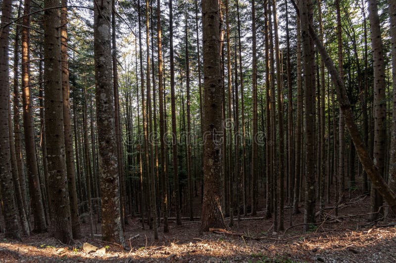 Natural Landscape within the Forest Stock Photo - Image of trees, green ...