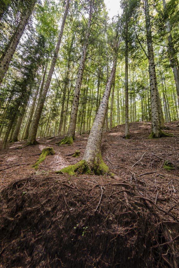 Natural Landscape within the Forest Stock Image - Image of summer ...