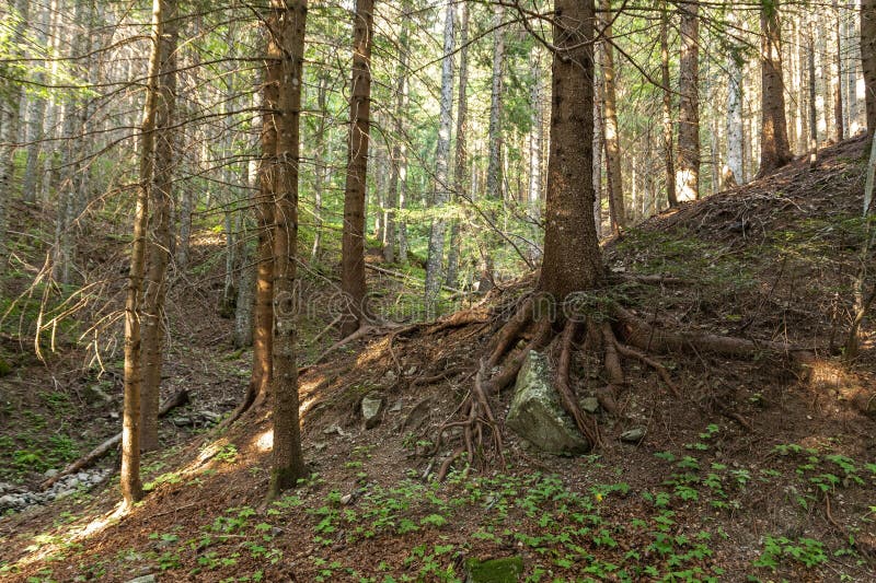 Natural Landscape within the Forest Stock Photo - Image of europe ...