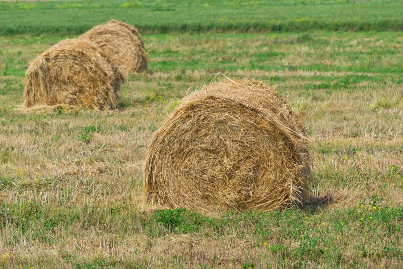 Natural Landscape with Large Haystacks Stock Photo - Image of livestock ...
