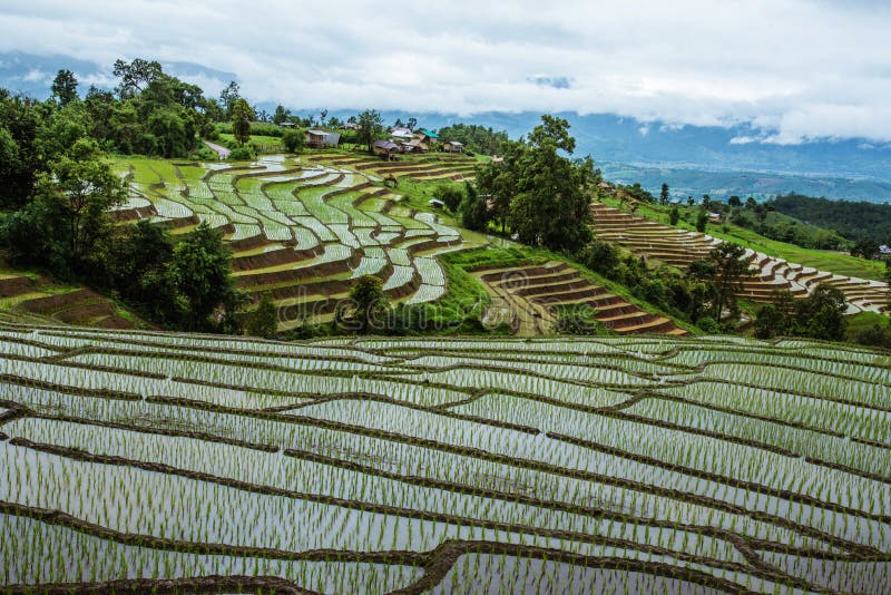 Natural Landscape, Mountain Rice Fields Stock Photo - Image of asia ...