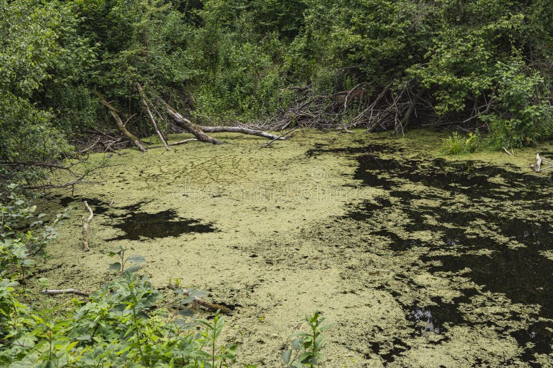Natural Landscape of a Partially Overgrown Oxbow Lake in the Bug River ...