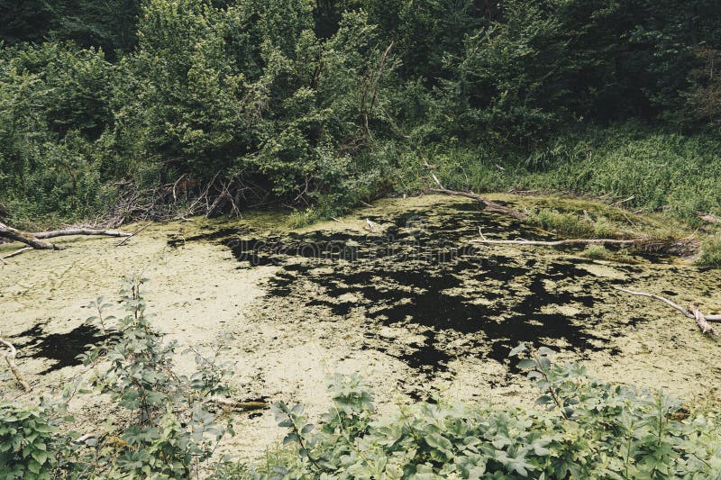 Natural Landscape of a Partially Overgrown Oxbow Lake in the Bug River ...