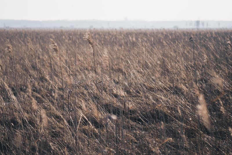 Natural Landscape with Phragmites Stock Image - Image of beautiful ...