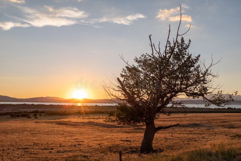 Natural Landscape with the Single Tree in the Field with Sunset View in ...