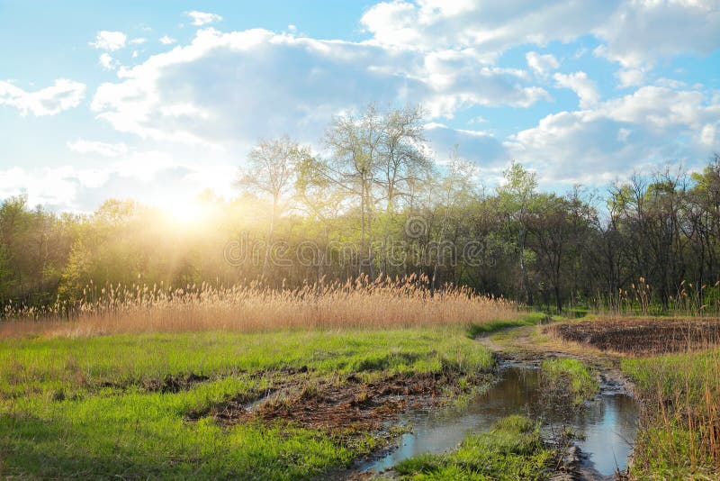 Natural Landscape, Springtime Stock Image - Image of cane, beauty ...