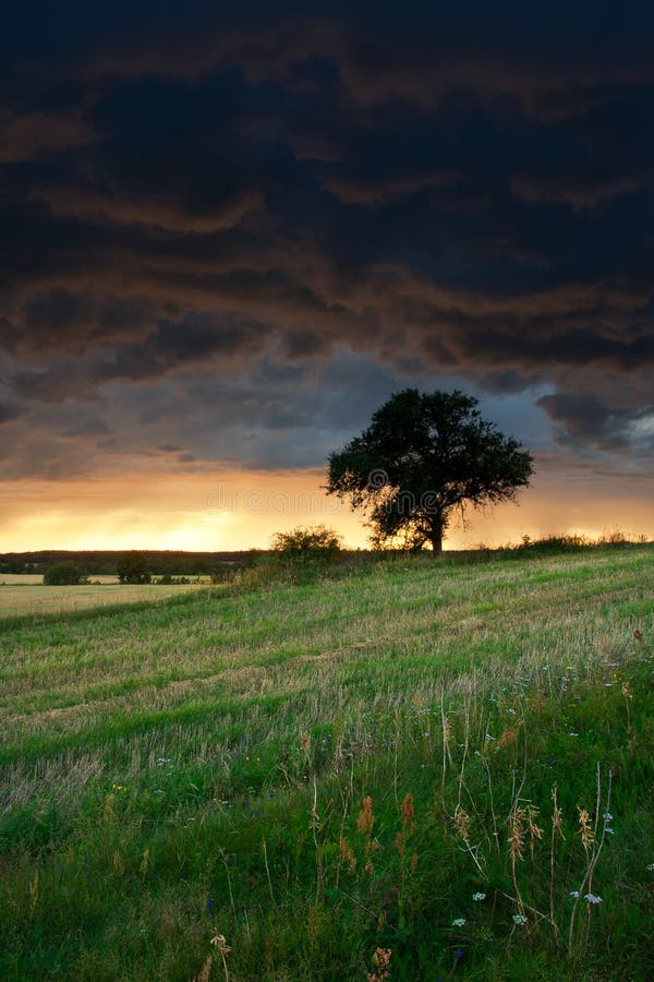 Natural Landscape with the Storm, Overcast Sky and Lonely Tree Stock ...