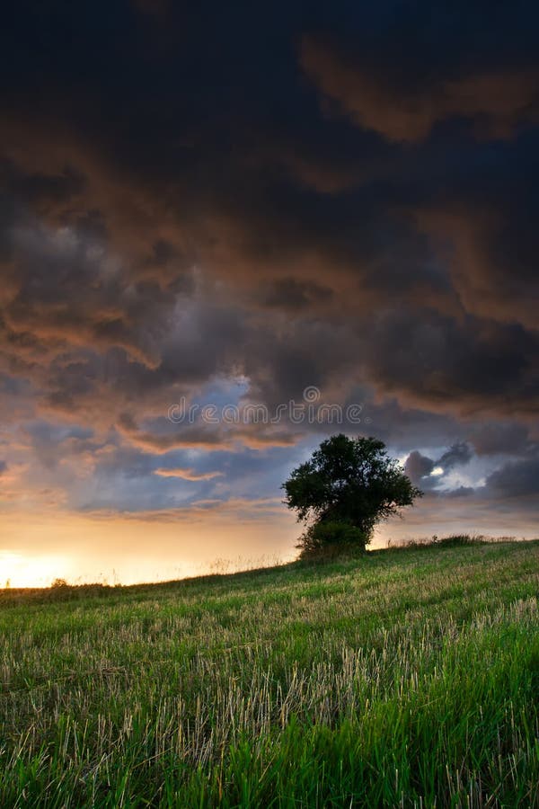 Natural Landscape with the Storm, Overcast Sky and Lonely Tree Stock ...