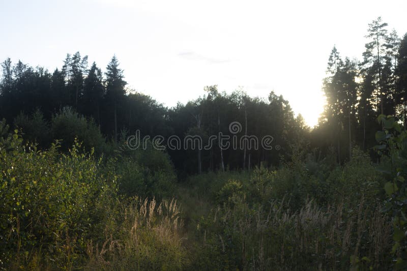Natural Landscape. Summer Day Stock Photo - Image of green, panoramic ...