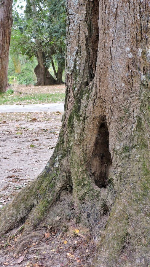 Natural Landscape, Tree, Forest Path, Nature Stock Image - Image of ...