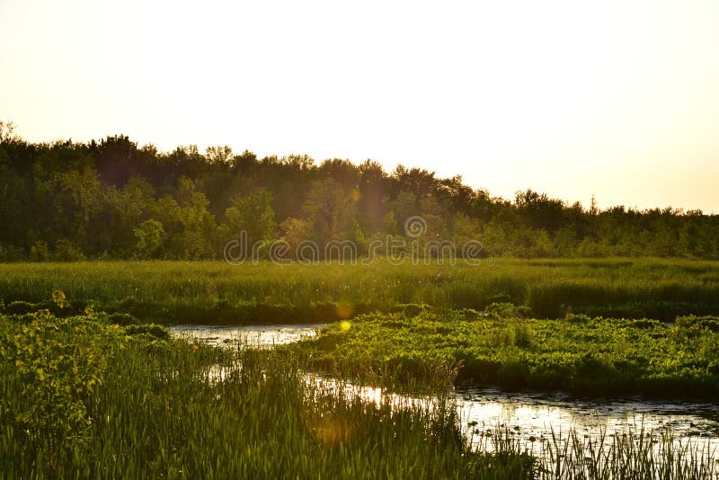 Sun at Marsh during Dusk or Dawn Stock Photo - Image of circle, evening ...