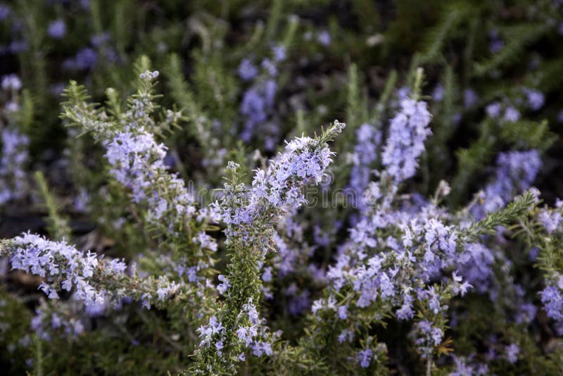 Natural lavender flowers stock photo. Image of floral - 142555610