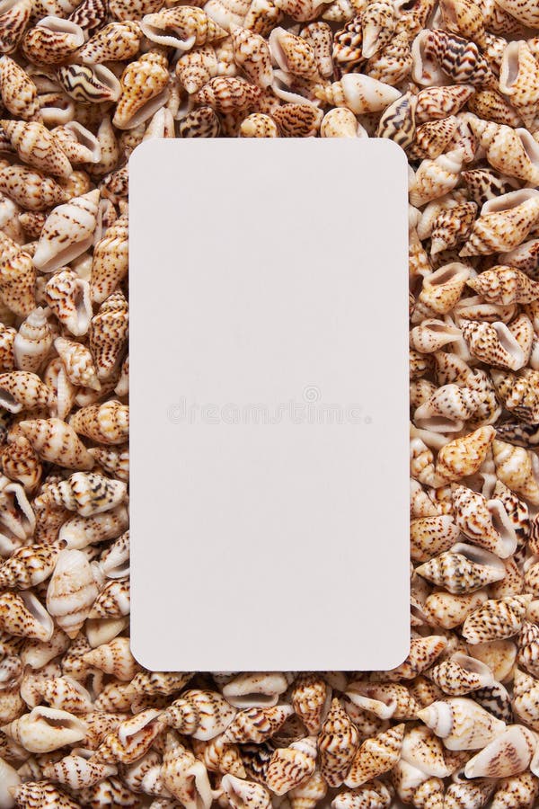 Natural Layout Made of Seashells and Paper Card Note Stock Image ...