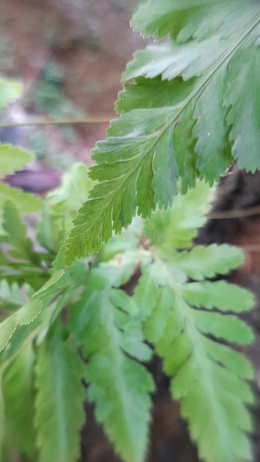 Natural Leaf Close Up with Triangular Shape for Natural Abstract ...