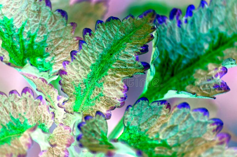 Natural leaf stock photo. Image of flowers, backdrop - 43424356