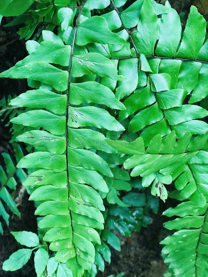 Natural leaf stock photo. Image of leaf, forest, lanka - 169203294