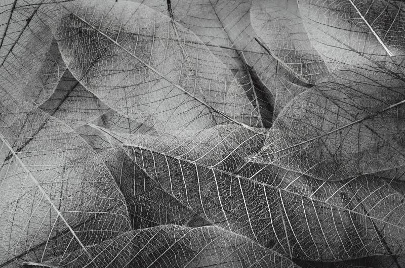 Black leaf vein pattern stock image. Image of structure - 4714521