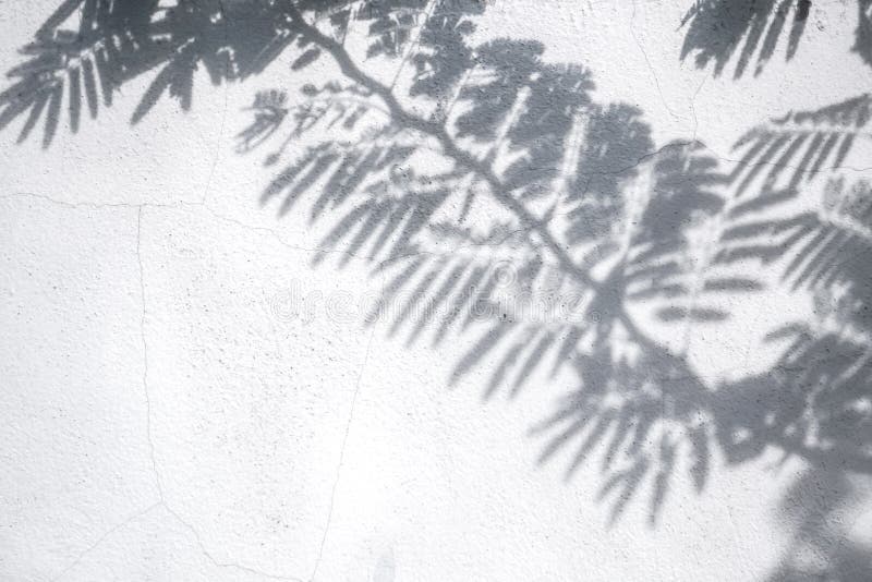 Natural leaf shadow stock image. Image of material, dark - 231586651