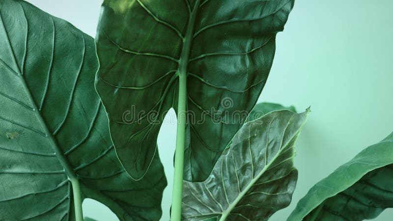 Natural Leaf Texture Background. Closeup of Green Rubber Plant Leaf ...