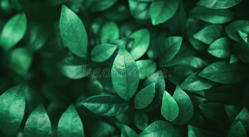 Natural Leaf Texture Background. Closeup of Green Leaf Surface Stock ...