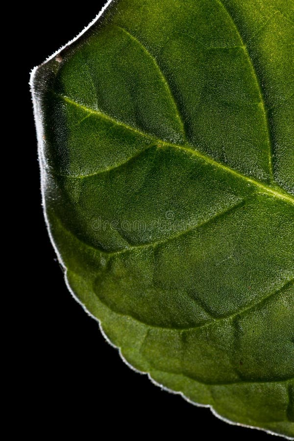 Natural leaf texture stock image. Image of closeup, texture - 93659083