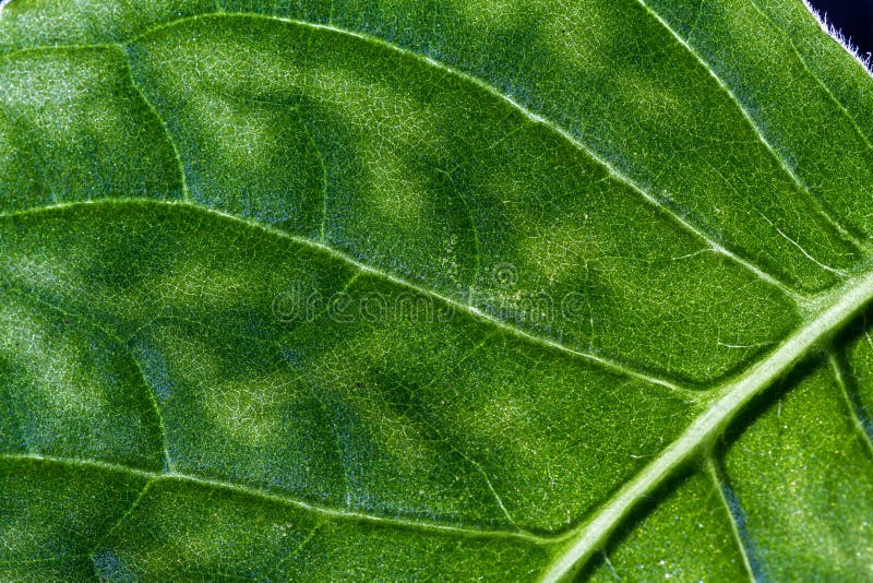 Natural leaf texture stock photo. Image of organic, leaf - 93659190