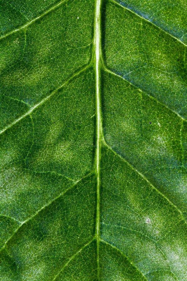 Natural leaf texture stock image. Image of skin, lines - 93659263