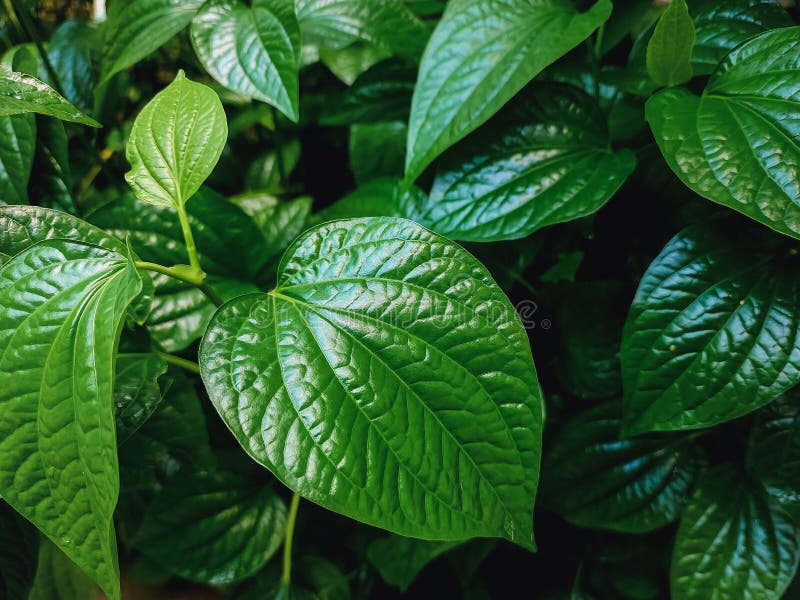 Natural Leaves Background Concept and Environment Stock Image - Image ...