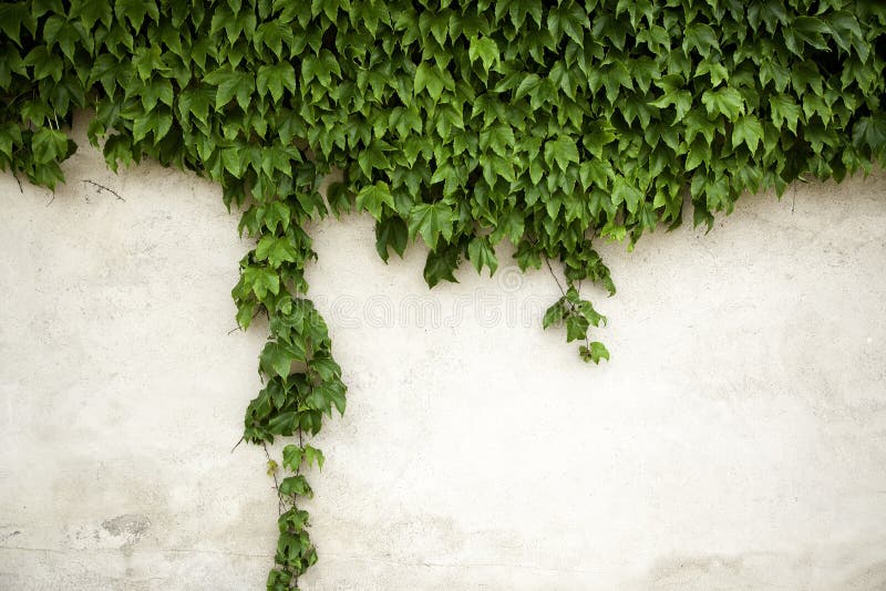 Natural leaves background stock image. Image of tree - 185813823